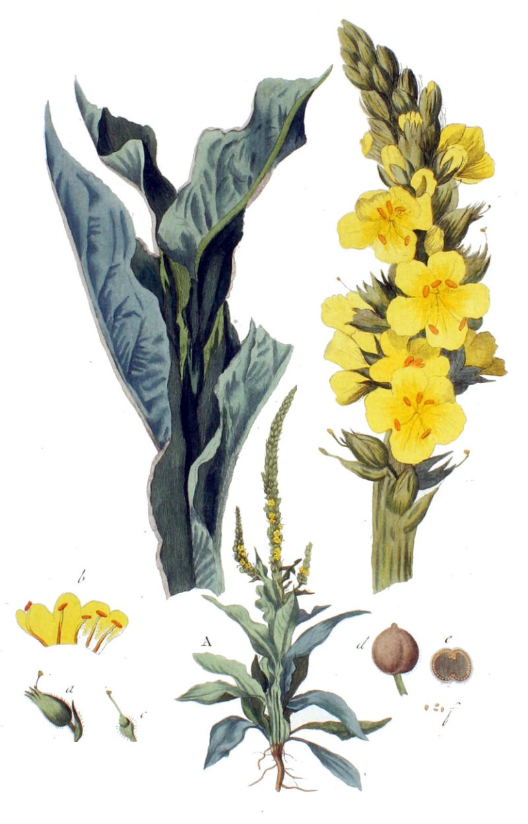 Beautiful Mullein: An Herbal Ally With Many Health Benefits! – Tahoe ...